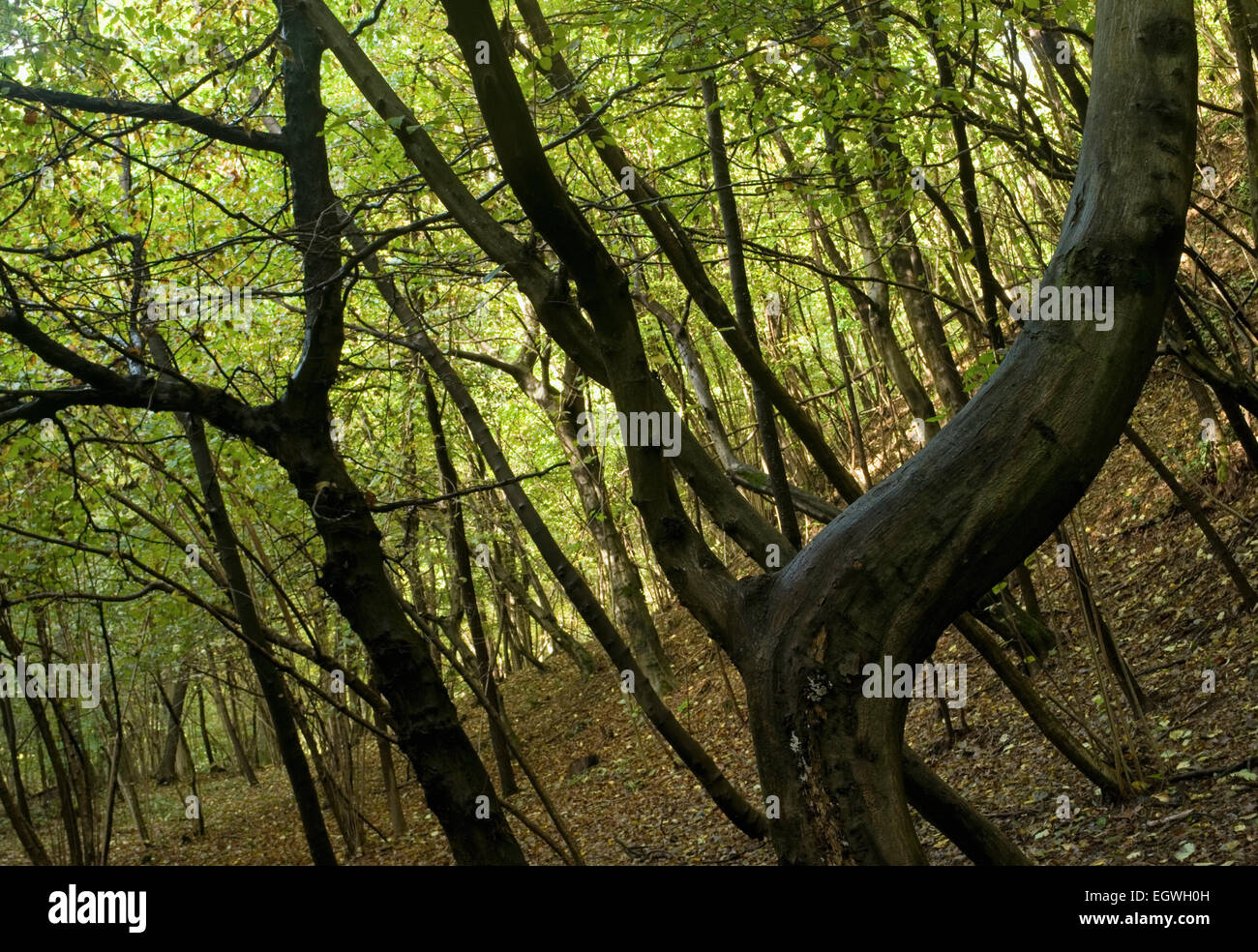 Forêt de feuillus sur la pente d'une colline, Ombrie, Italie Photo ...