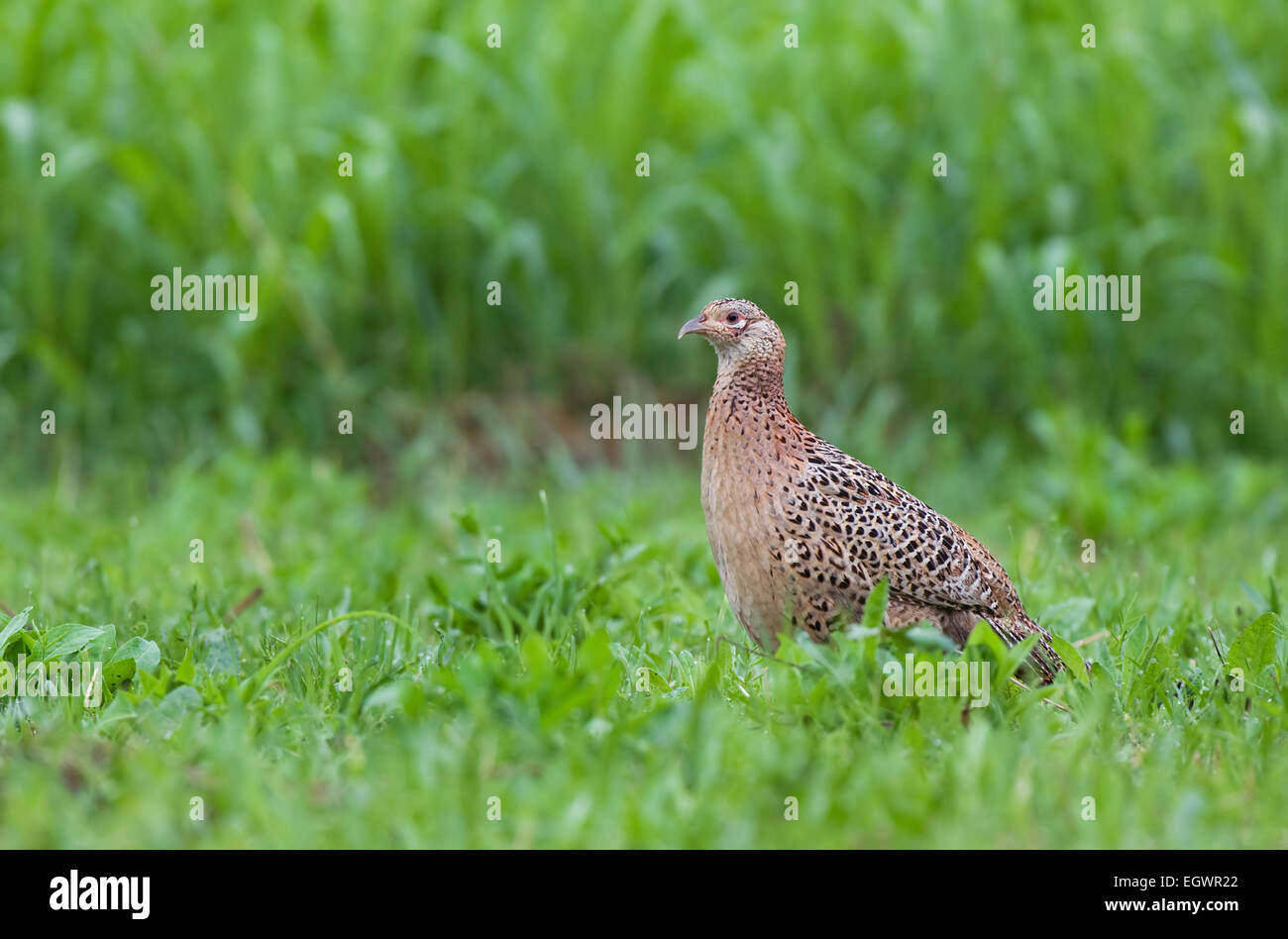 Faisan sauvage Banque de photographies et d’images à haute résolution ...