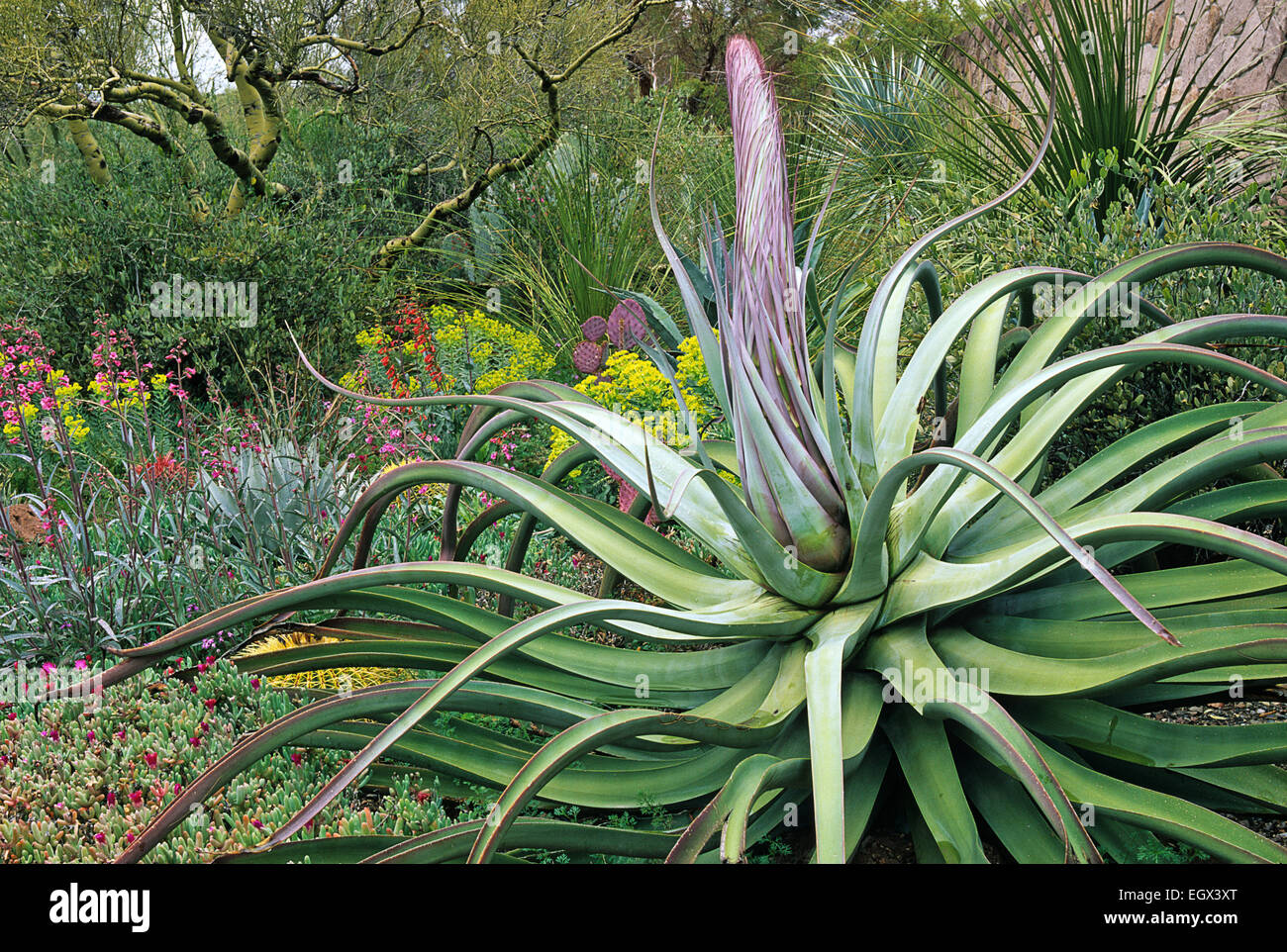 Pieuvre agave Banque de photographies et d’images à haute résolution ...