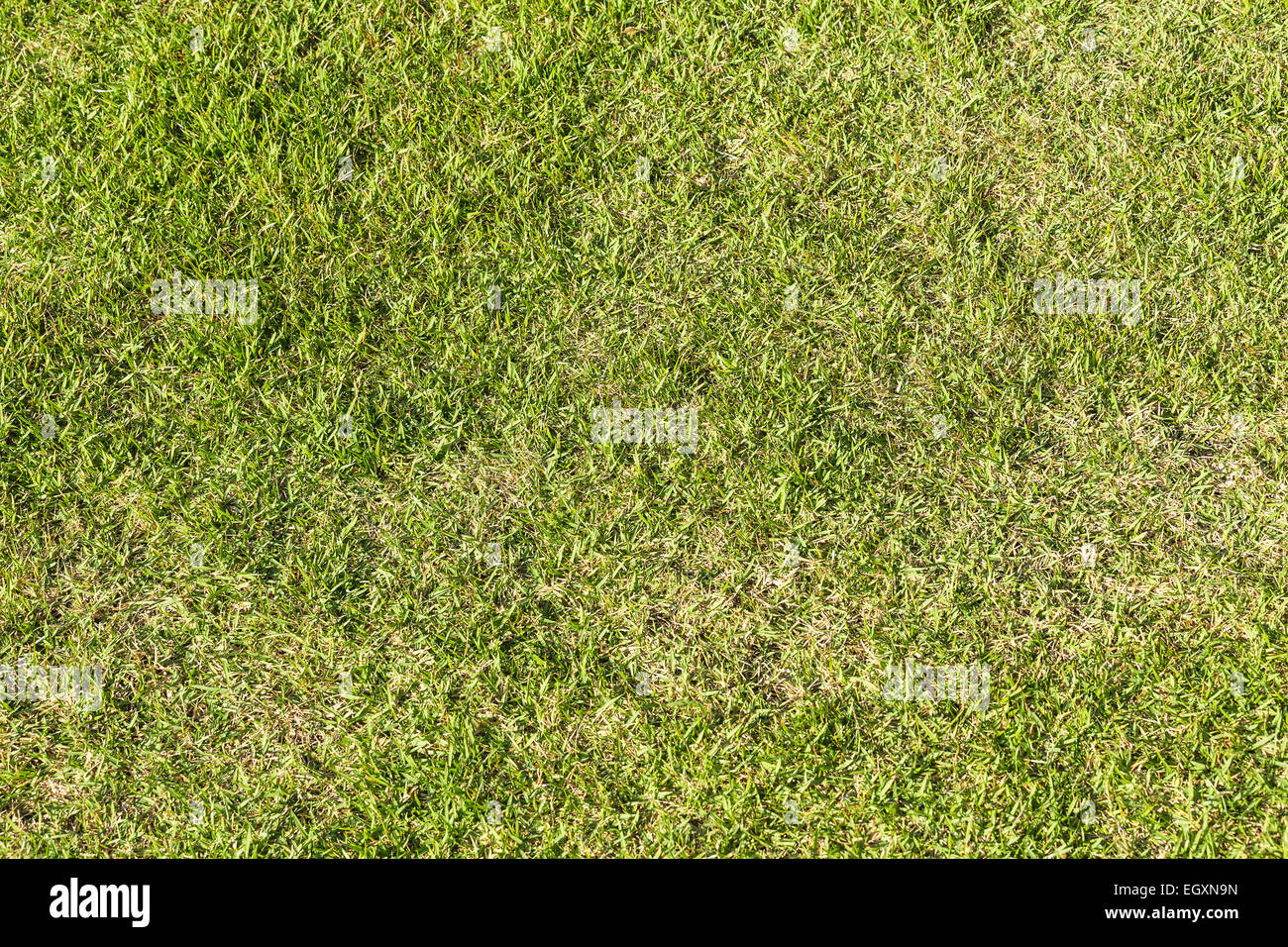 Golf green texture Banque de photographies et d’images à haute ...