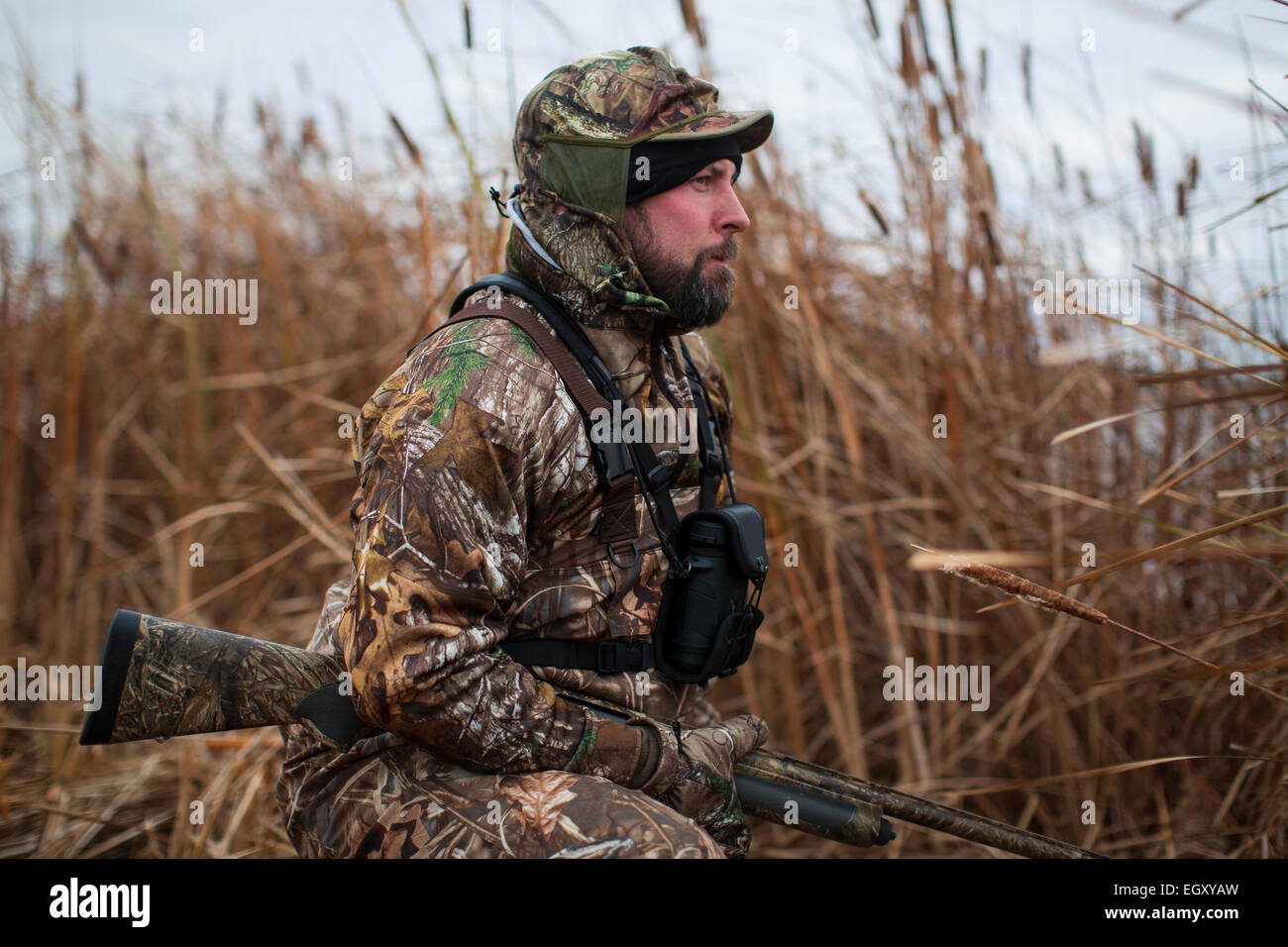 Chasse au canard Banque de photographies et d’images à haute résolution ...