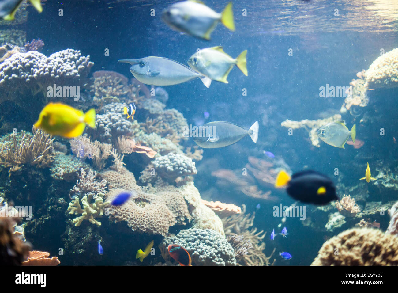 Aquarium tank Banque de photographies et d’images à haute résolution ...