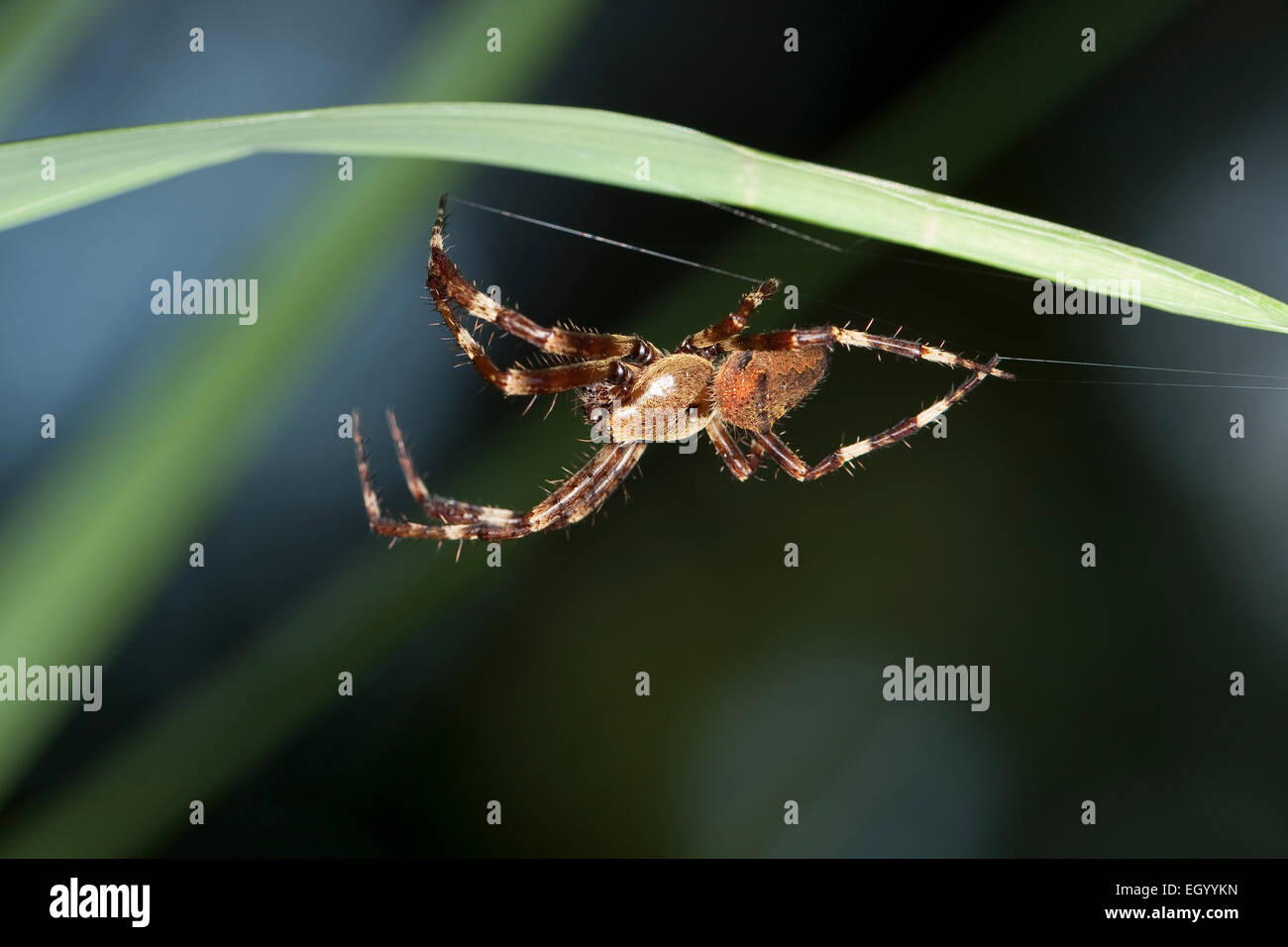 Orbweaver cornu, homme, Kreuzspinne Radnetzspinne Gehörnte Gehörnte ...