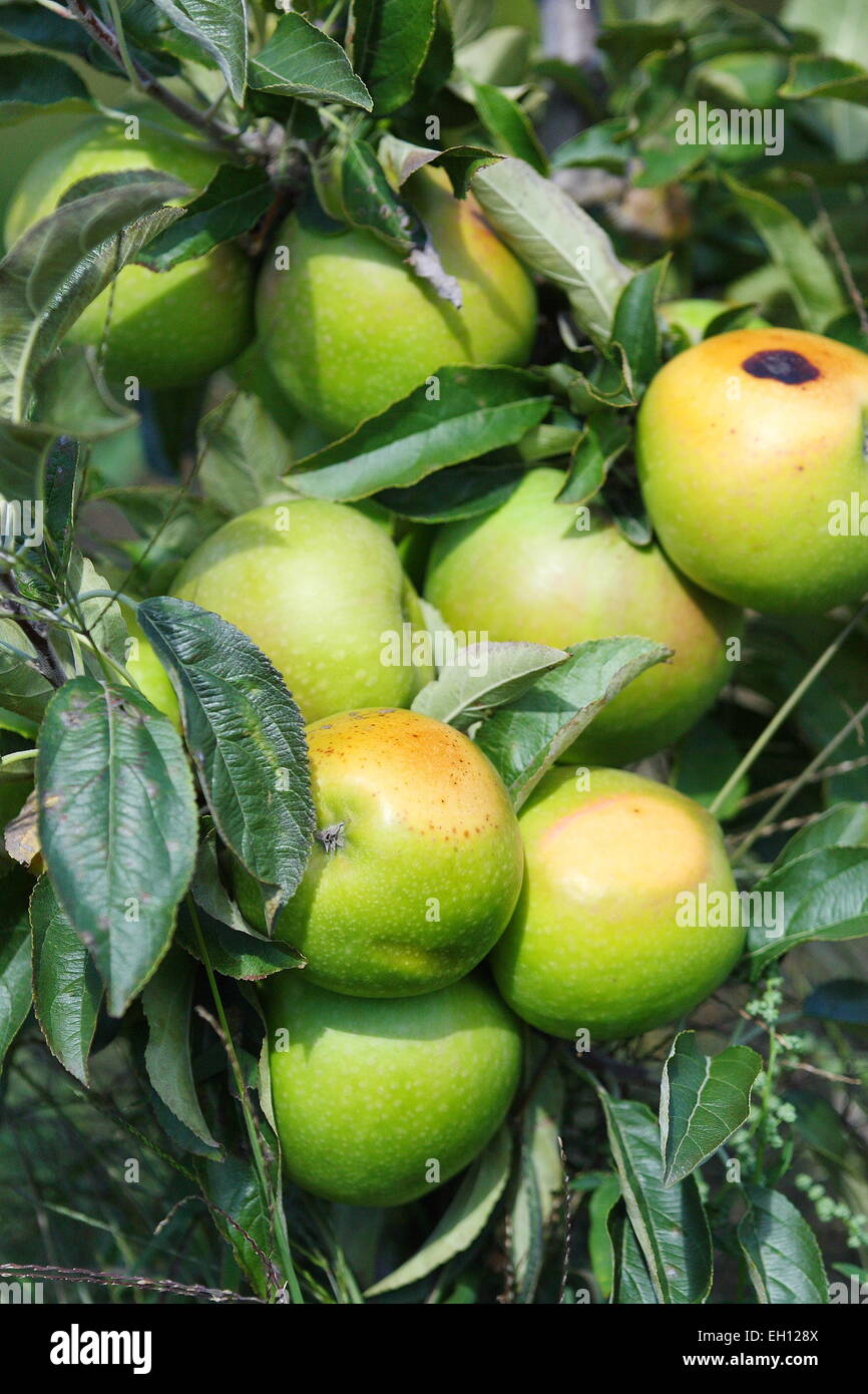 Pomme verte granny smith sur branche Banque de photographies et d ...