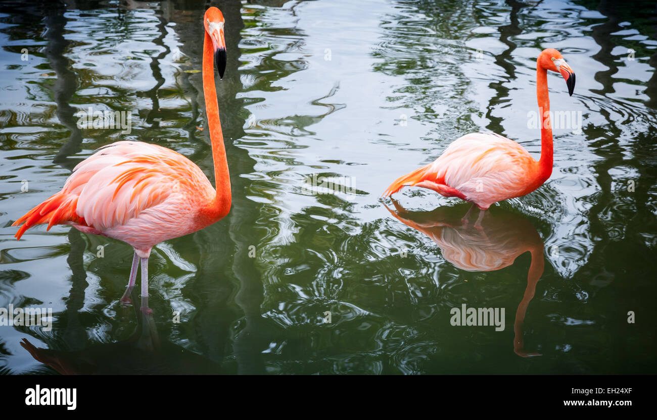 Flamants roses Banque de photographies et d’images à haute résolution ...