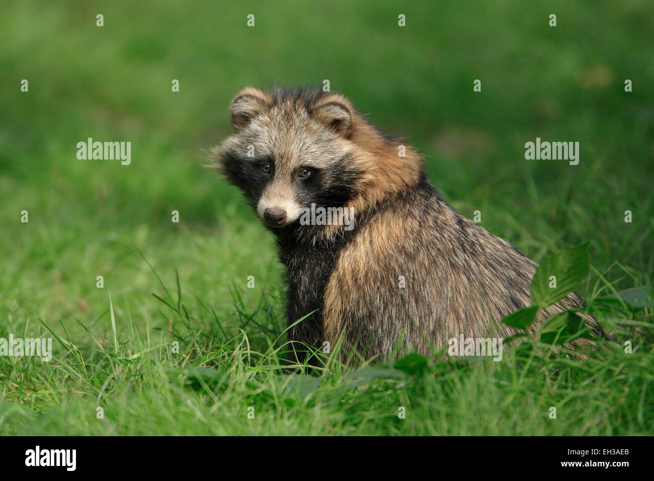 Images de chien viverrin Banque de photographies et d’images à haute ...