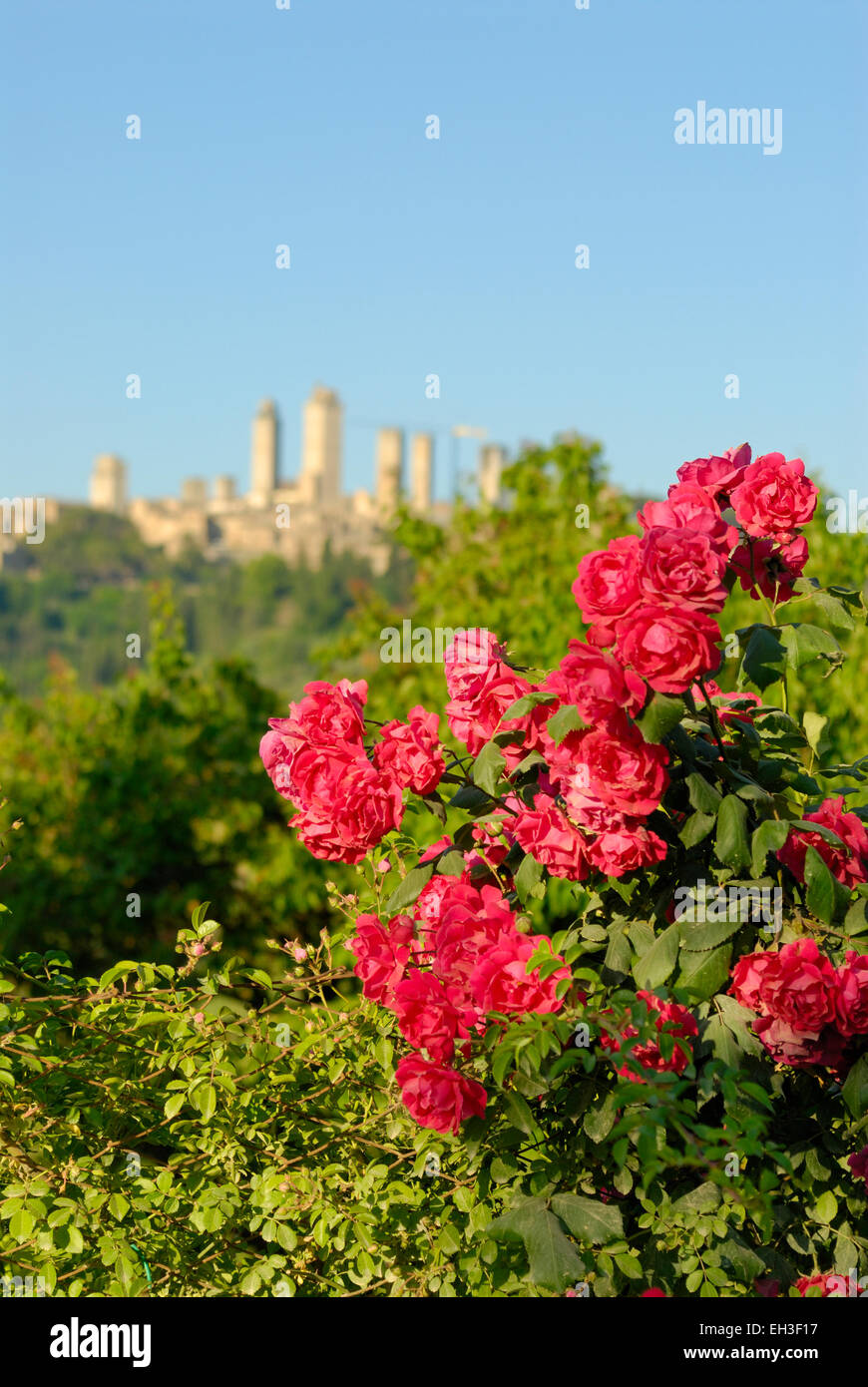Roses rouges en fleurs avec la ville médiévale de San Gimignano à l ...