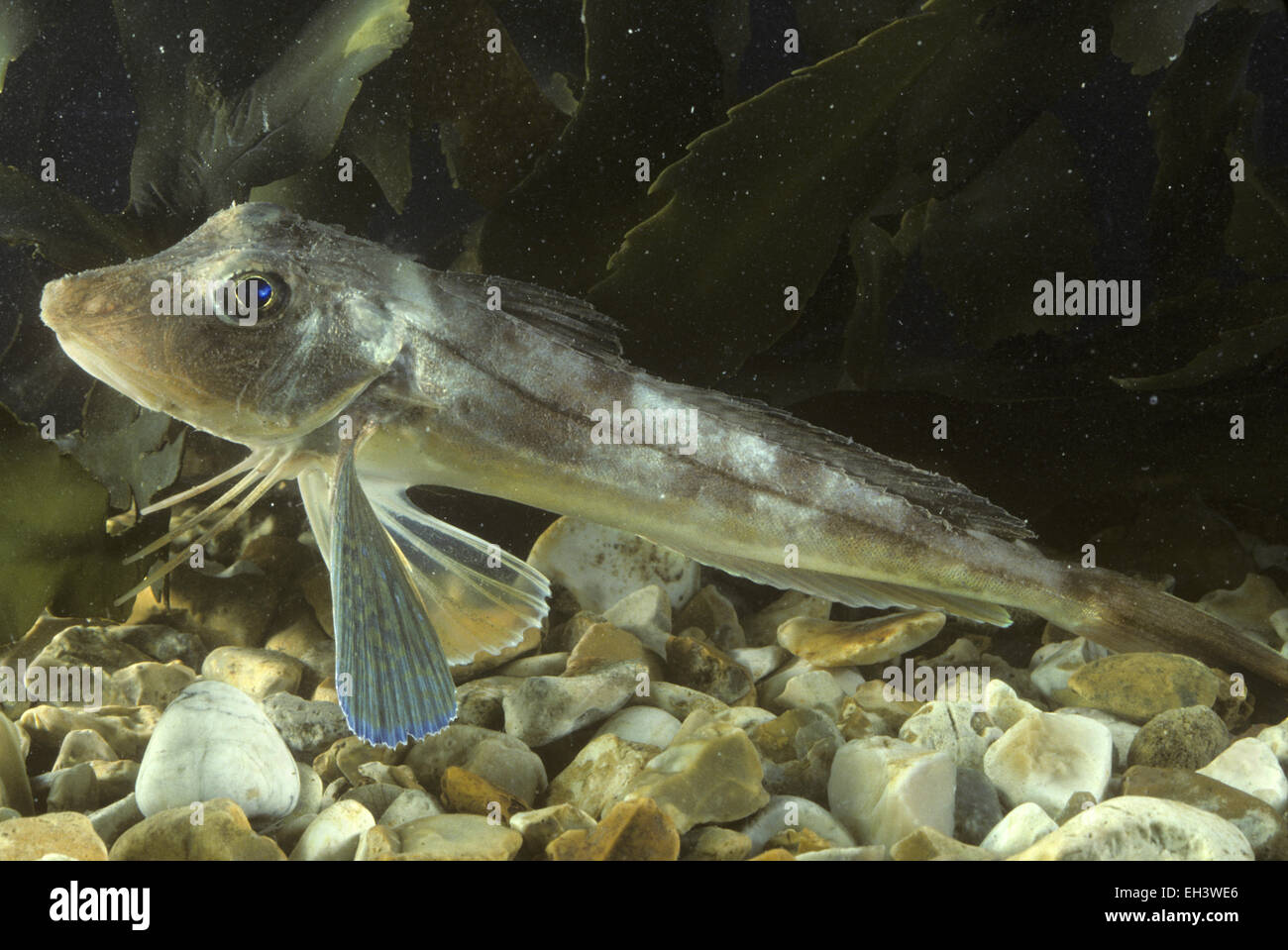 Grey gurnard fish eutrigla gurnardus Banque de photographies et d ...