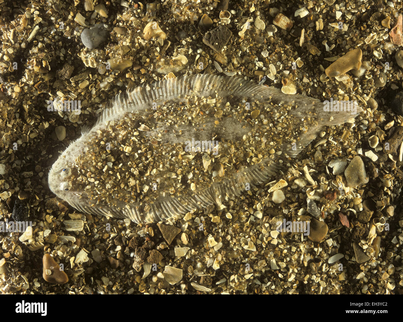 Sole poisson mer Banque de photographies et d’images à haute résolution ...