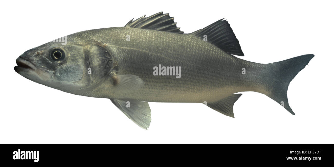Dicentrarchus labrax Banque de photographies et d’images à haute ...