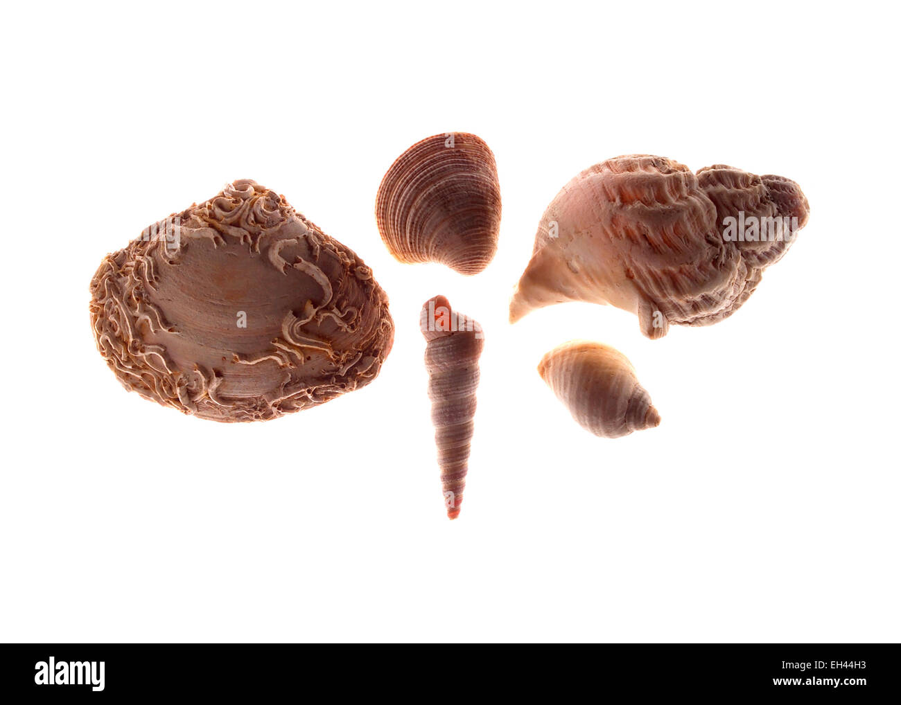 Coquillages et coques Banque de photographies et d’images à haute ...