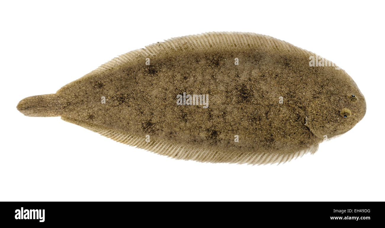 Solea solea Banque de photographies et d’images à haute résolution - Alamy