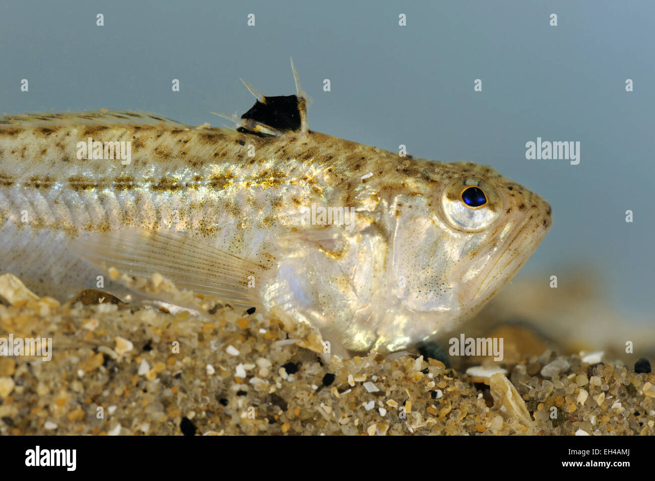 Weever fish Banque de photographies et d’images à haute résolution - Alamy