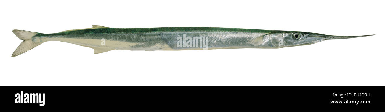 Garfish belone belone Banque d'images détourées - Alamy