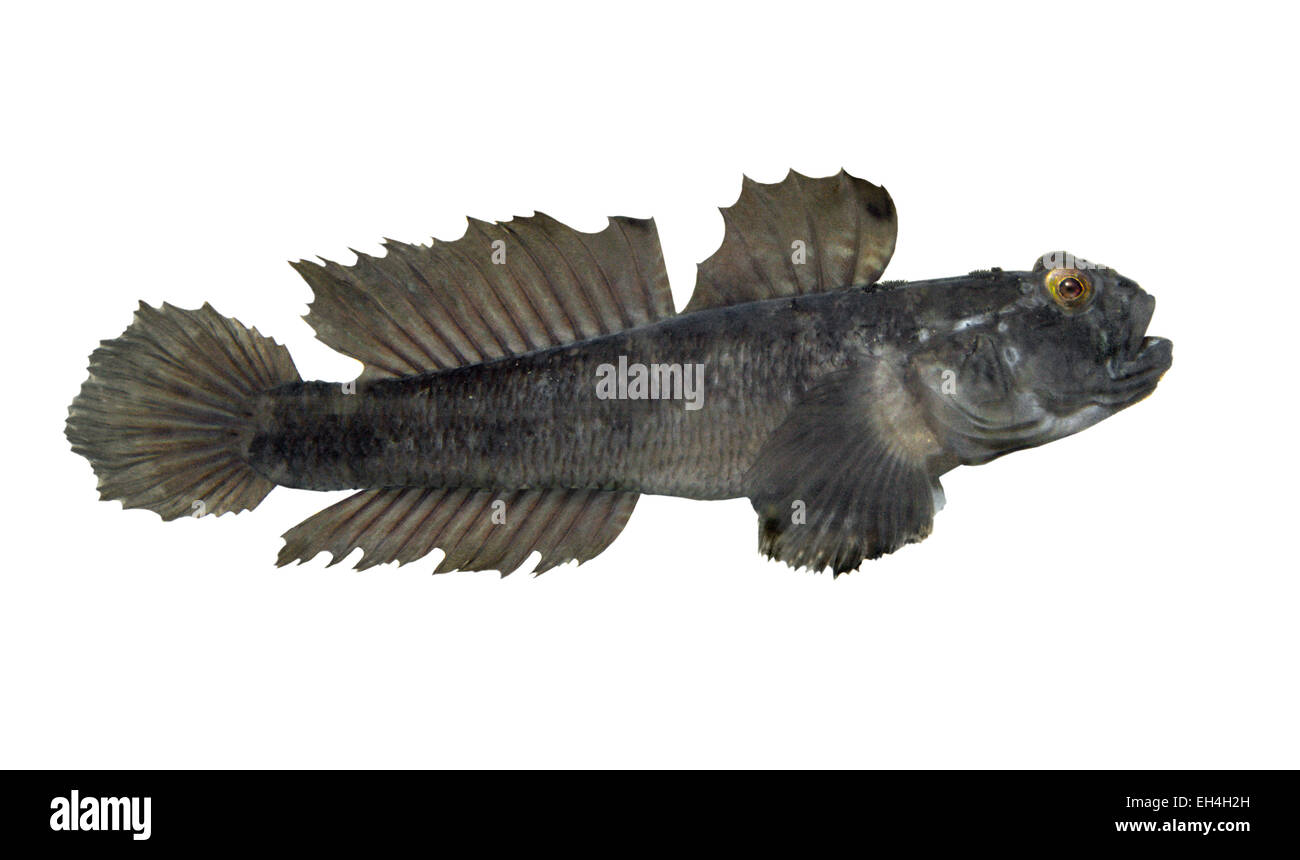 Black goby gobius niger Banque de photographies et d’images à haute ...