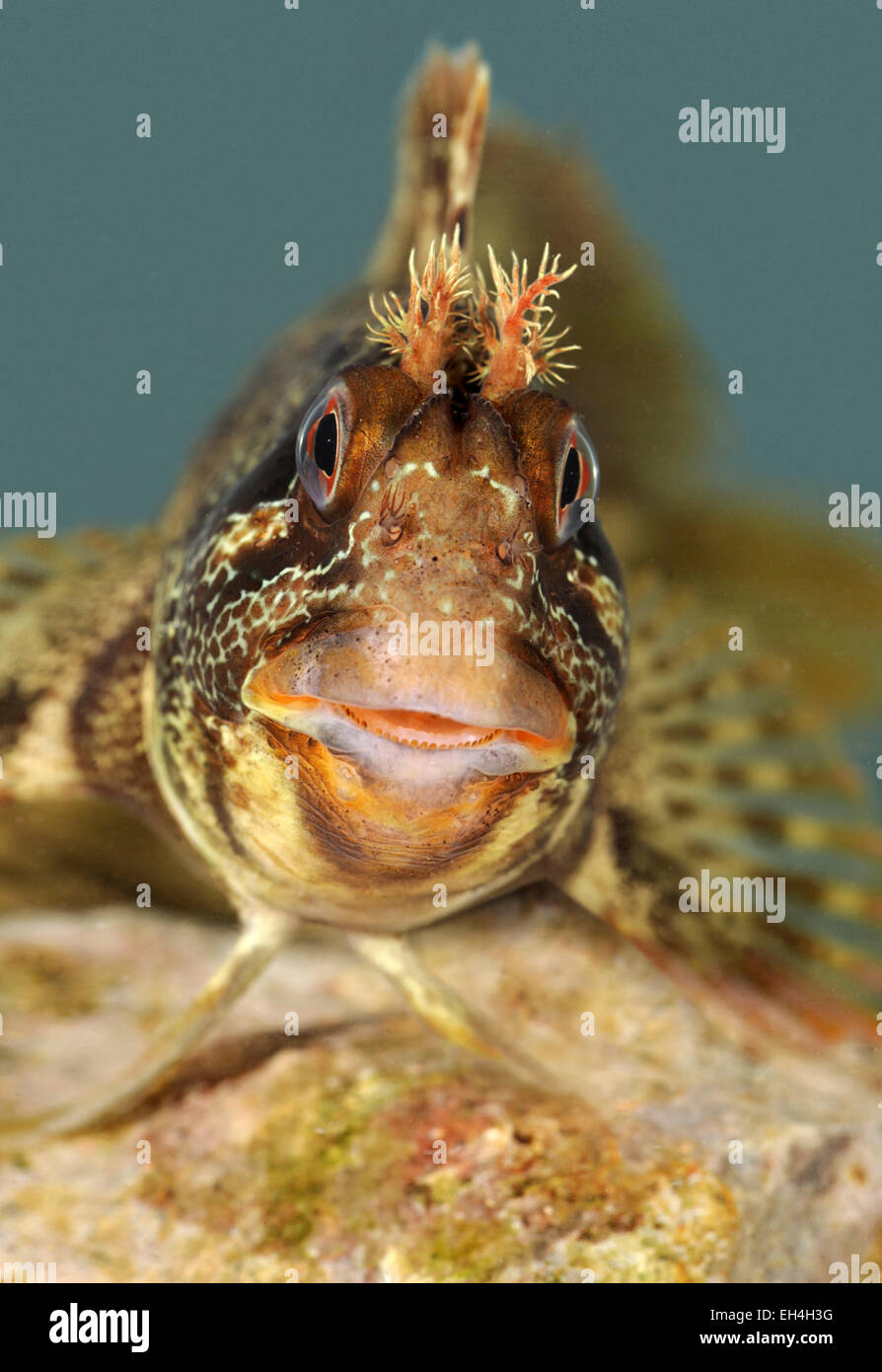 Blennies rock pool Banque de photographies et d’images à haute ...