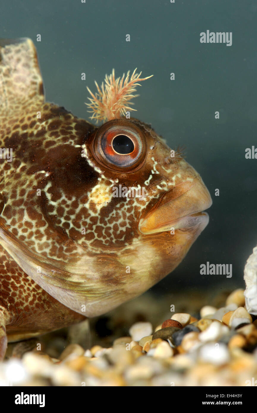 Blennies rock pool Banque de photographies et d’images à haute ...