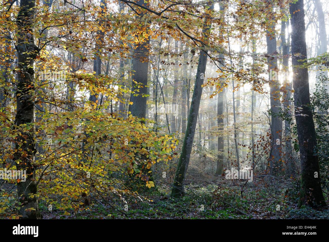 La France, l'Allier, forêt de chêne sessile (Quercus petraea), la forêt ...