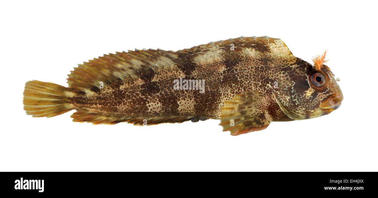 Blennies rock pool Banque de photographies et d’images à haute ...