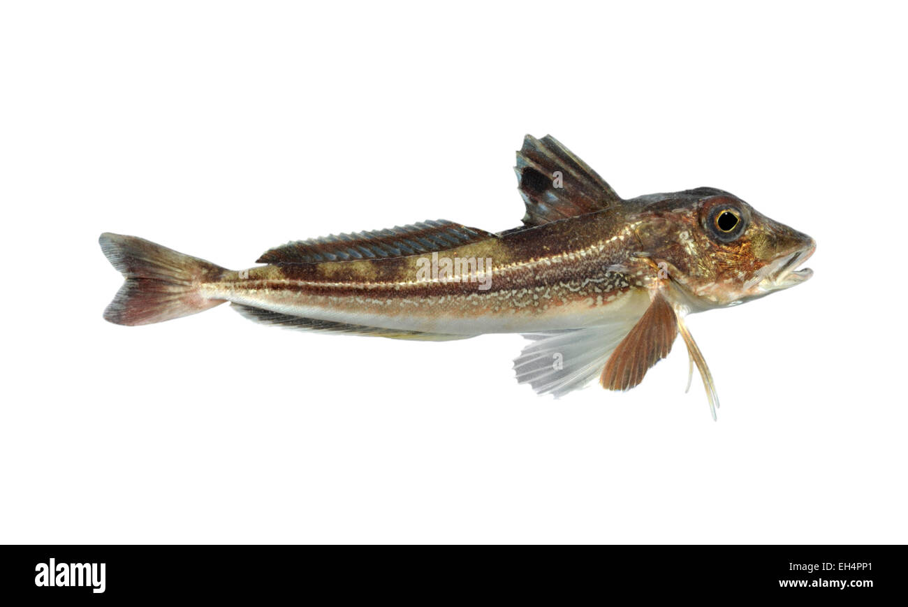 Grey gurnard fish eutrigla gurnardus Banque de photographies et d ...