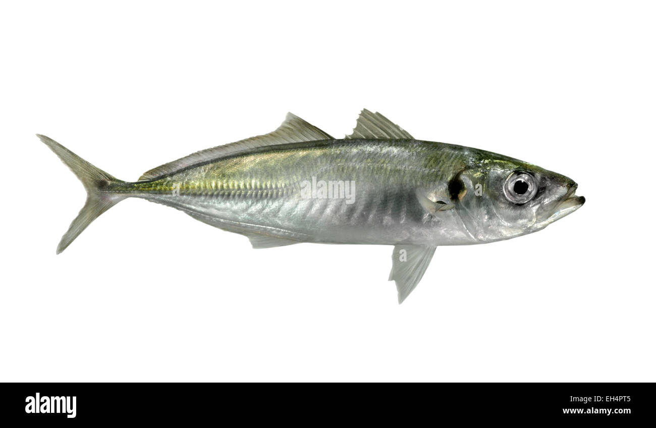 Poisson scad Banque d'images détourées - Alamy