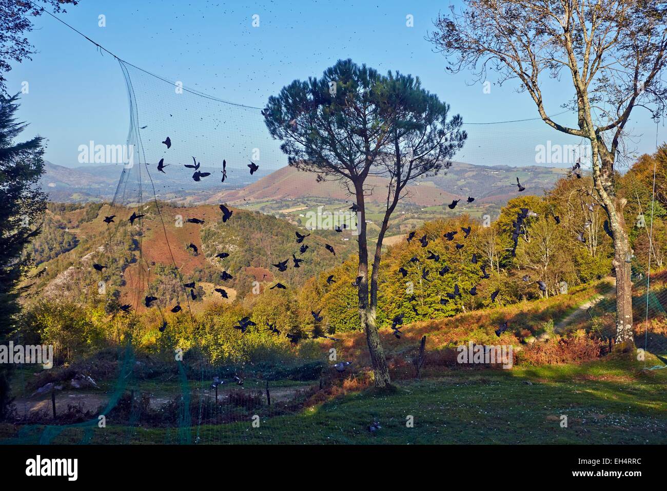 Lanne en baretous Banque de photographies et d’images à haute ...