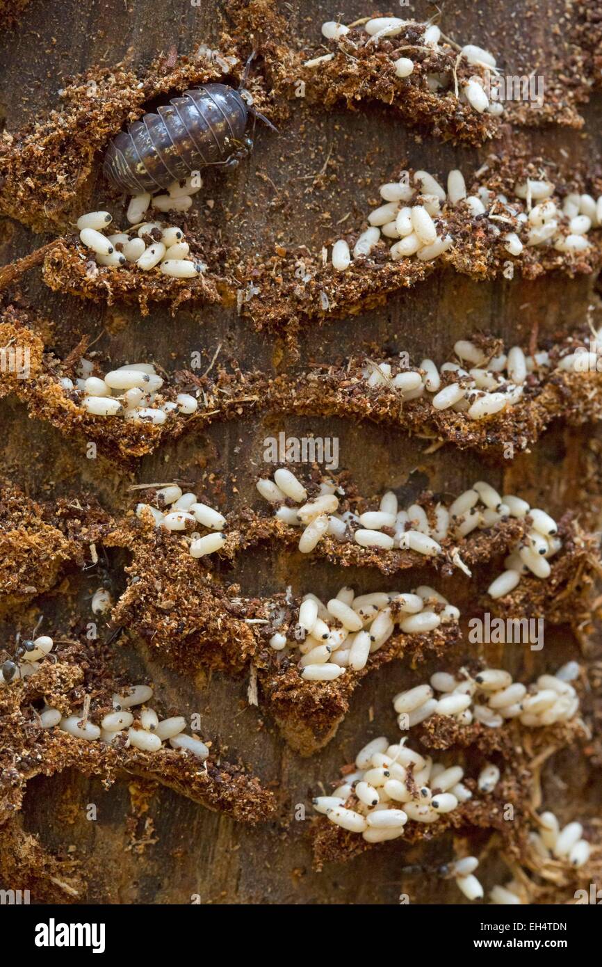 France, Vendée, Saint Jean de Monts, des œufs de fourmis Photo Stock ...