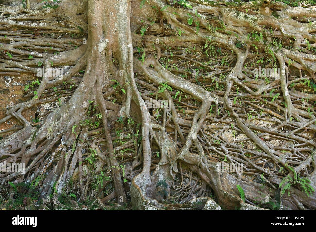 La France, Nouvelle Calédonie, Grande-Terre, Province du Sud, Le Mont Dore, village historique ...