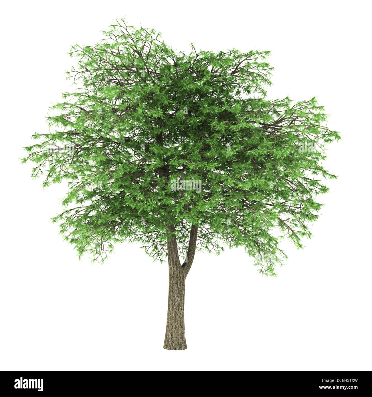 Cèdre du Liban isolé sur fond blanc Photo Stock - Alamy