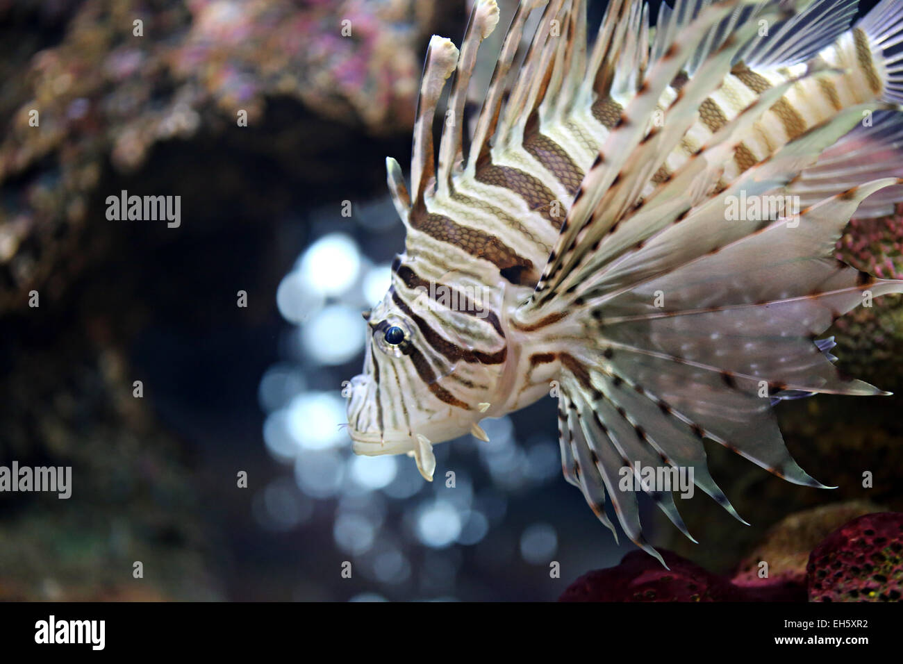 Poisson dangereux Banque de photographies et d’images à haute ...