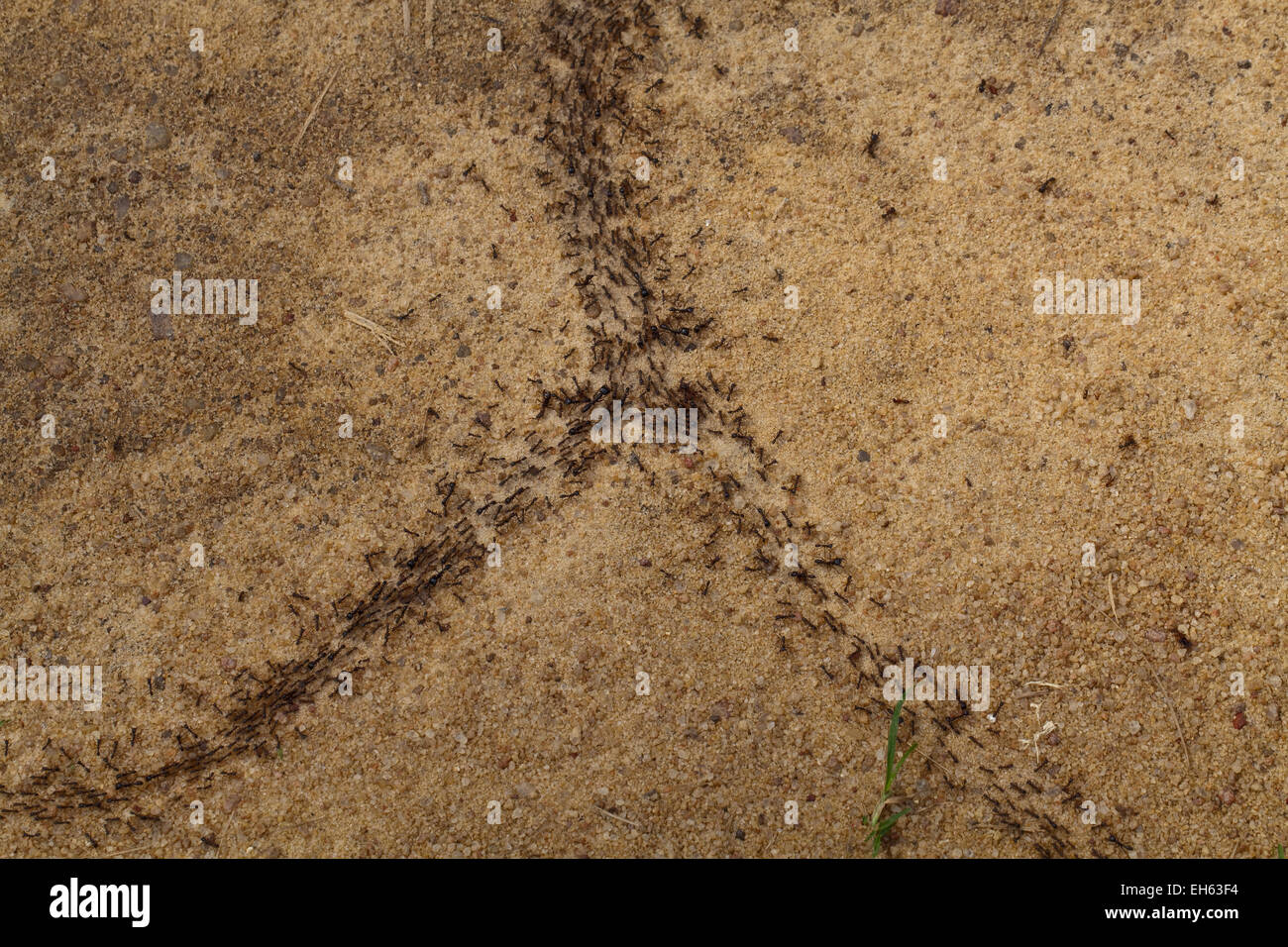 Pilote, ou de l'armée de fourmis Safari (Dorylus sp. ). Les ...