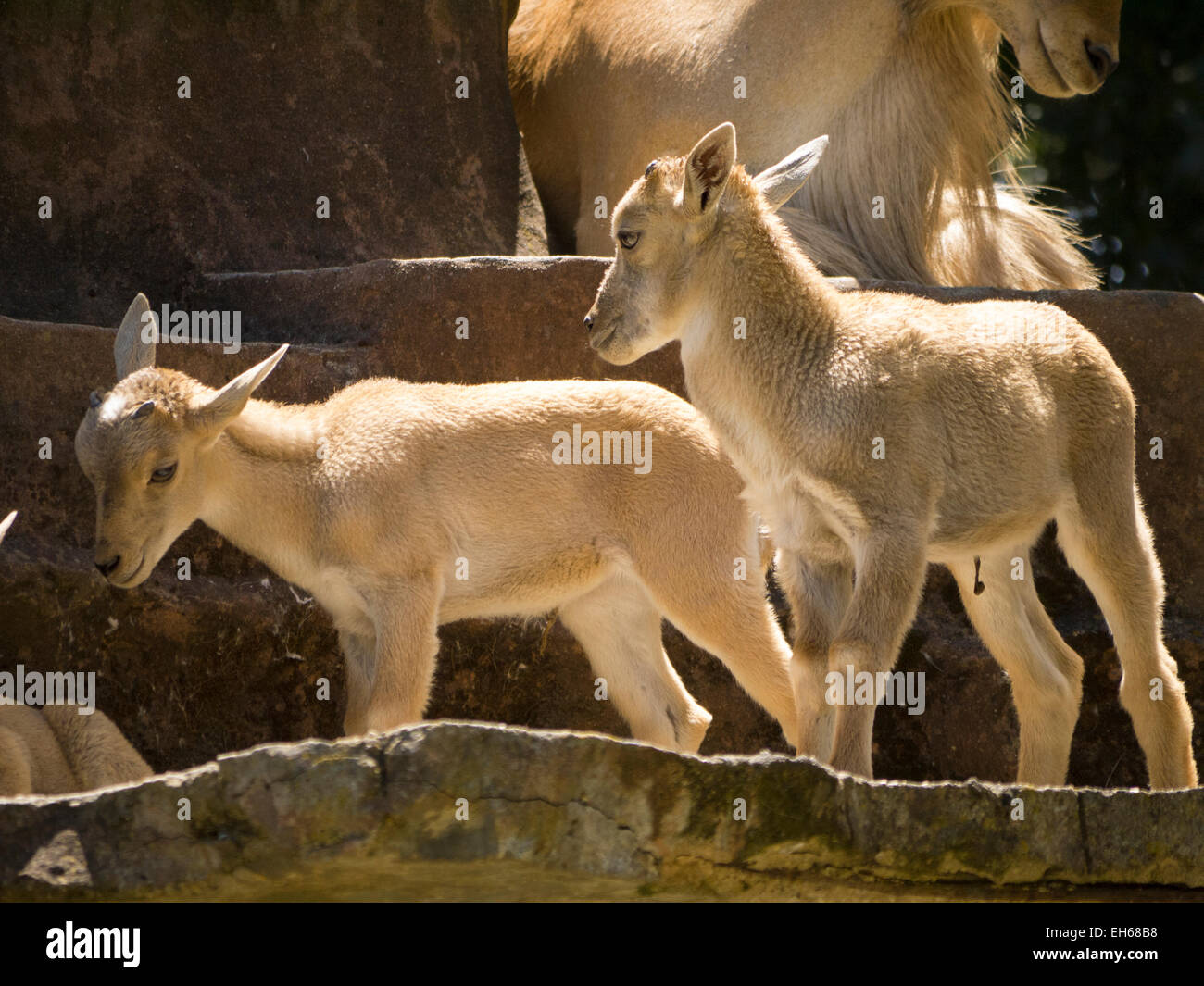 Adelaide zoo Banque de photographies et d’images à haute résolution - Alamy