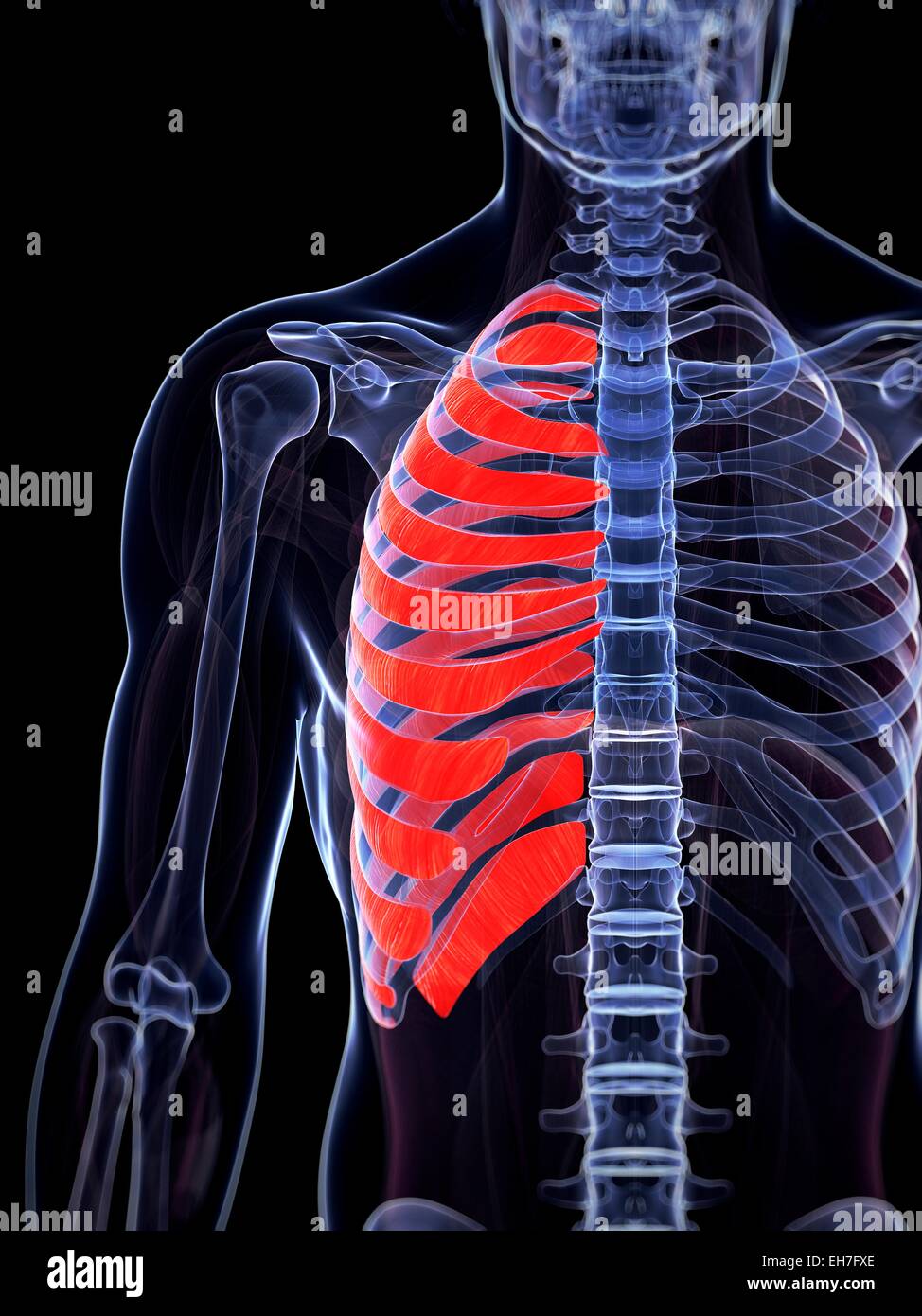 Muscles Des Côtes Humaines Banque d'image et photos - Alamy