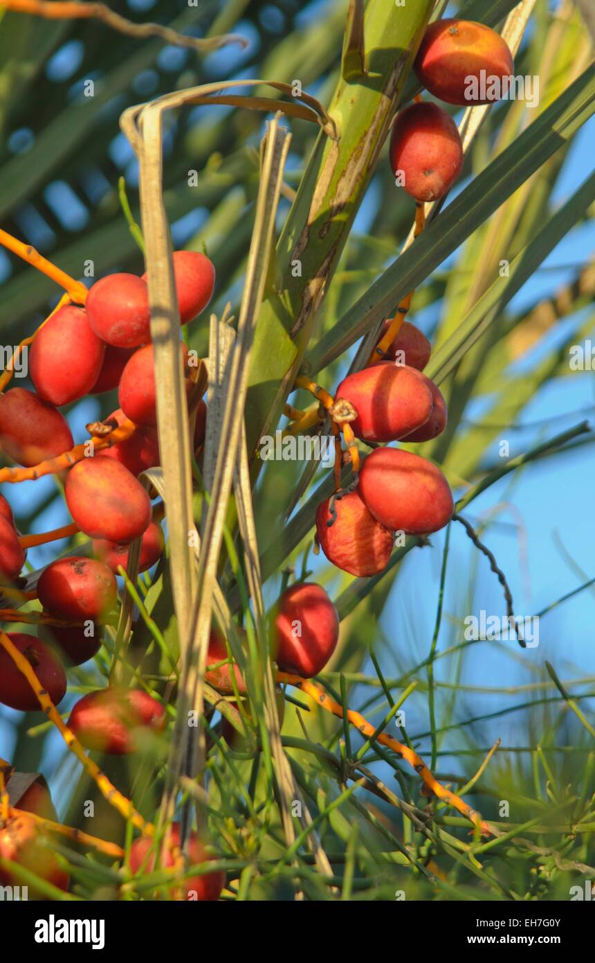 Arbre de dattes avec des fruits Banque de photographies et d’images à ...