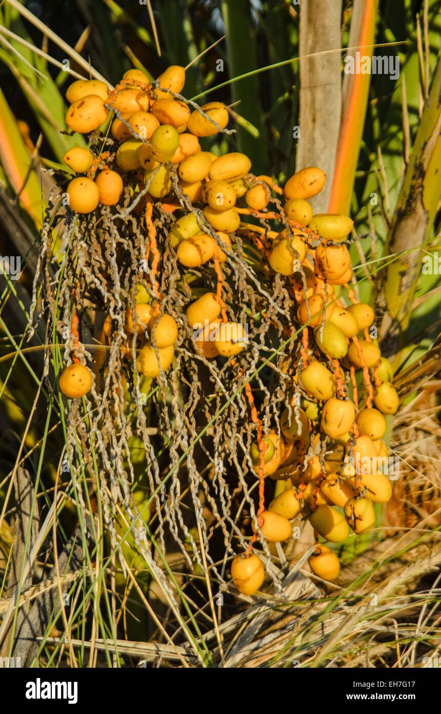 Dates sur un arbre Banque de photographies et d’images à haute ...