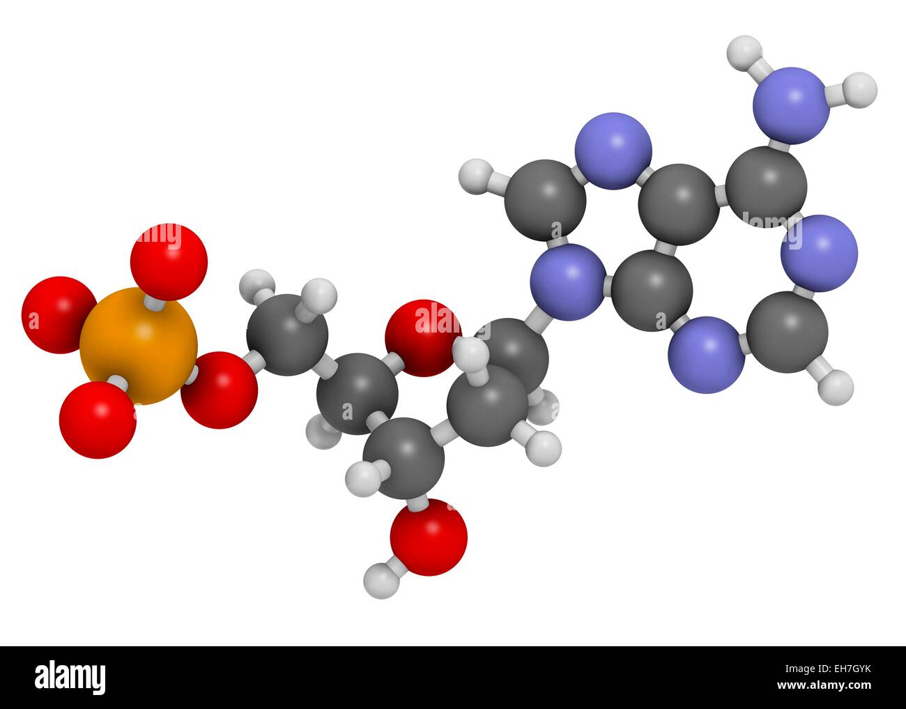 Deoxyadenosine monophosphate damp nucleotide molecule Banque de ...