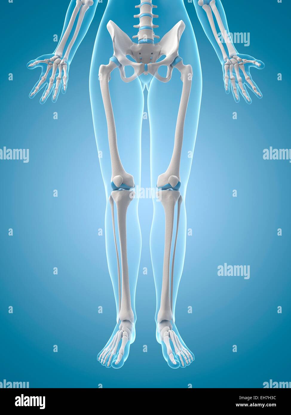 Leg of bones Banque de photographies et d’images à haute résolution - Alamy