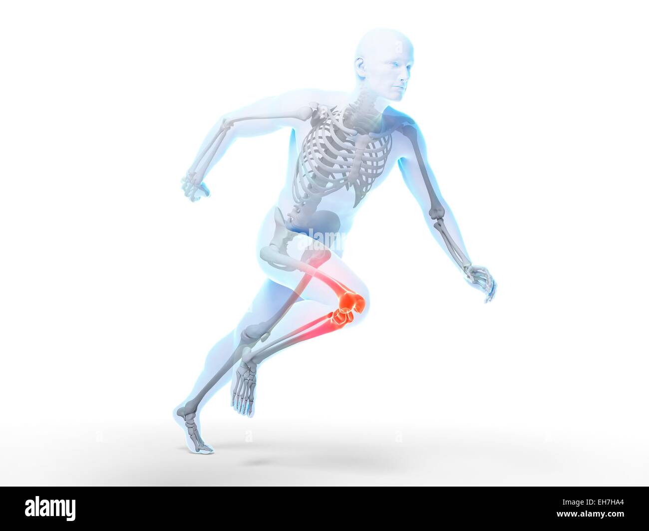 Anatomie du genou humain, illustration Photo Stock - Alamy