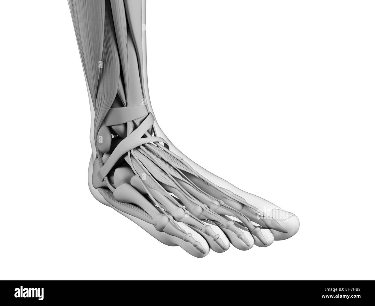 Anatomie du pied humain, illustration Photo Stock - Alamy