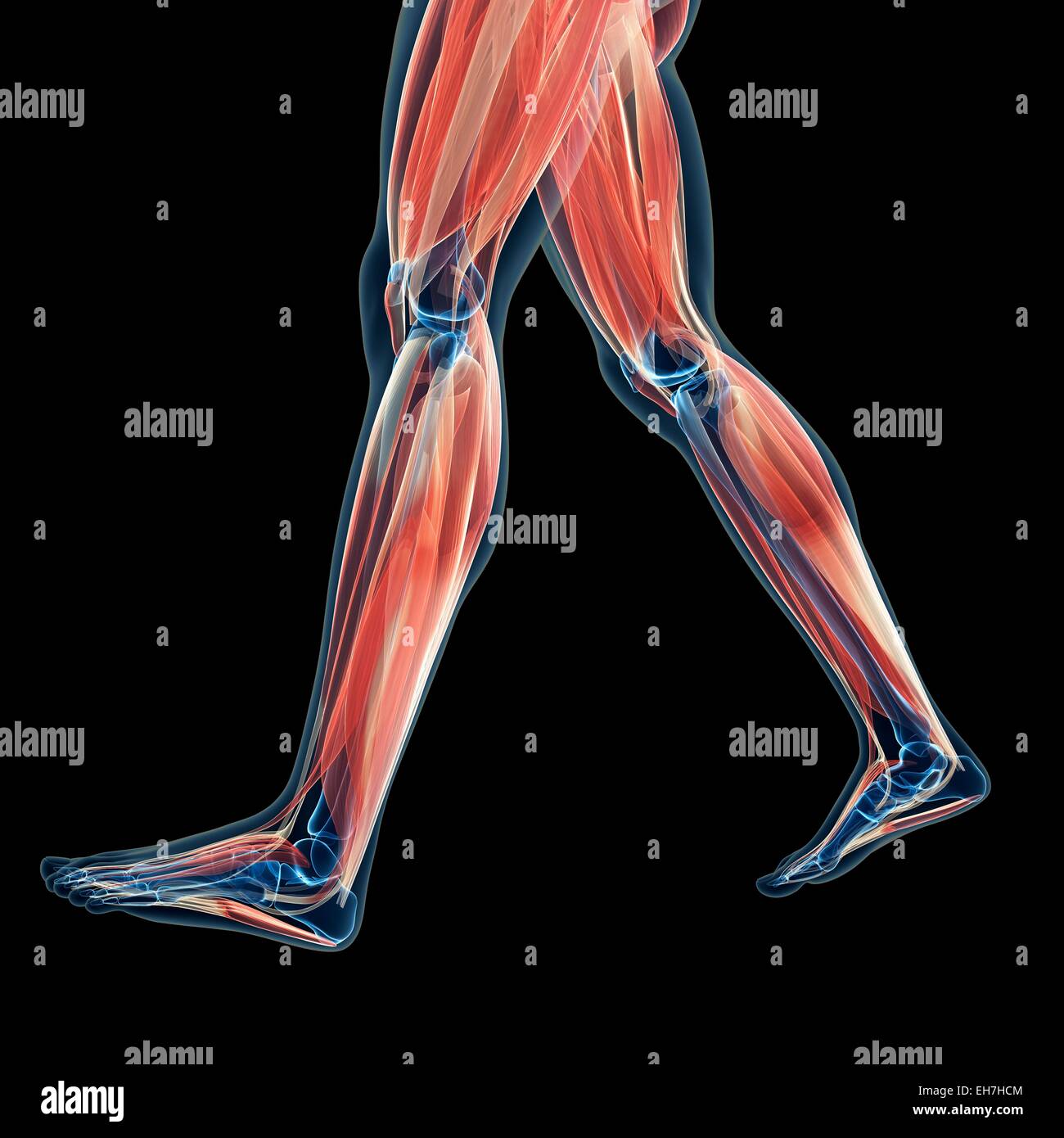 Muscles De La Jambe Humaine Banque d'image et photos - Alamy