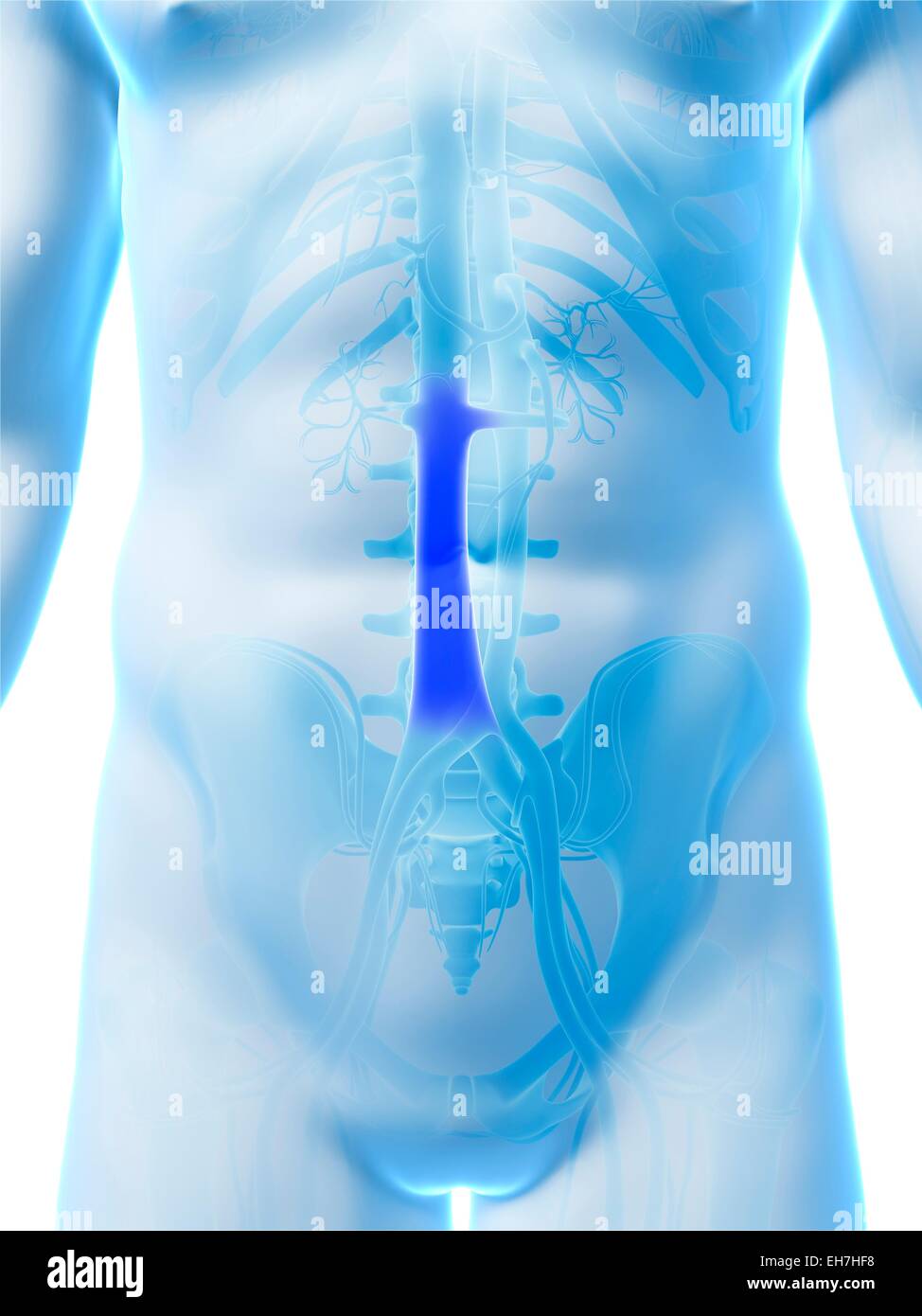 La veine cave inférieure Banque de photographies et d’images à haute ...