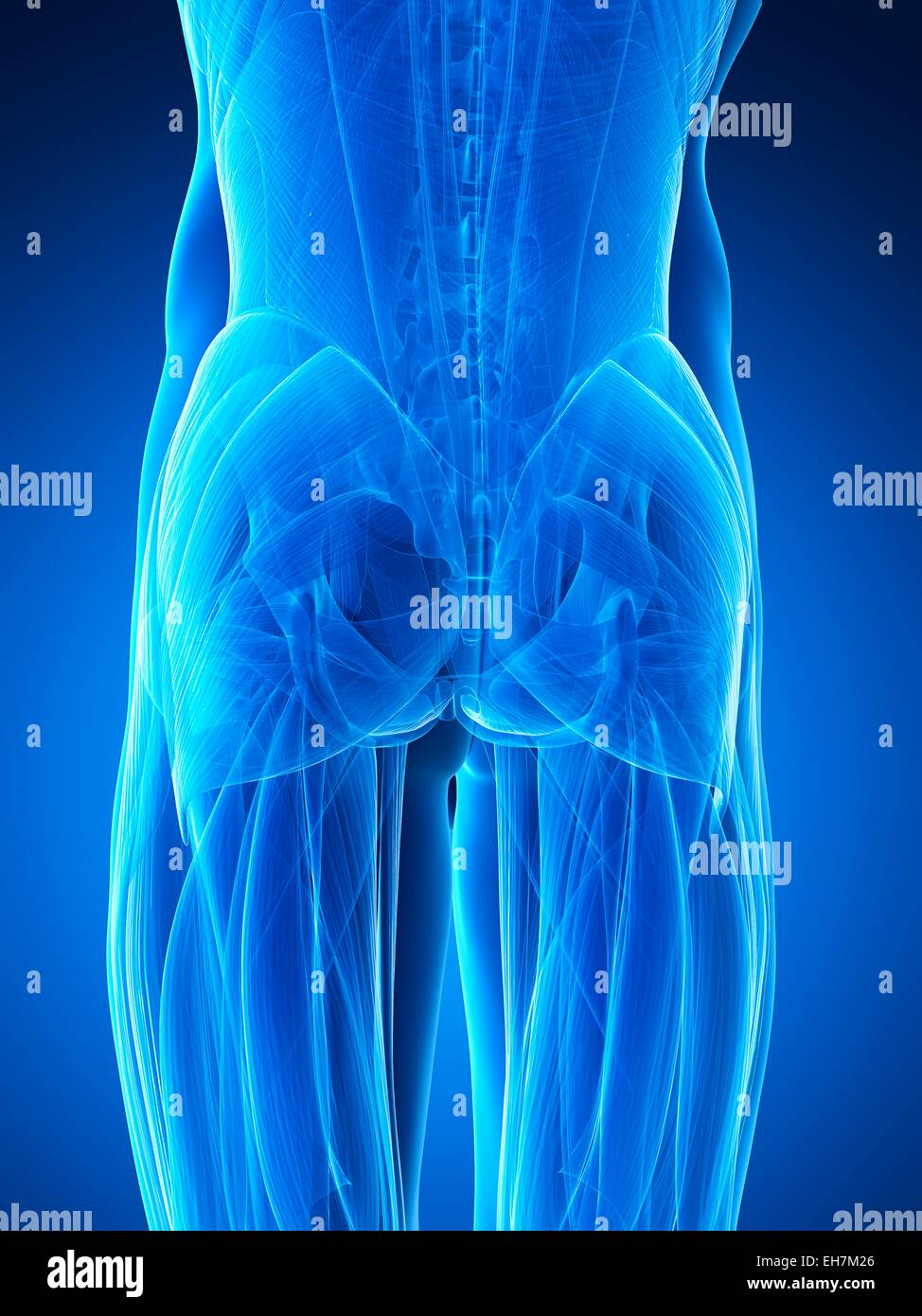 Anatomie muscles des fesses humaines Banque de photographies et d ...