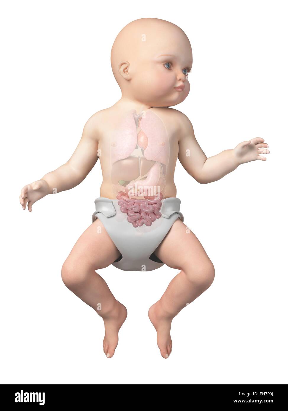 Anatomia dell'intestino crasso del bambino Banque de photographies et d ...