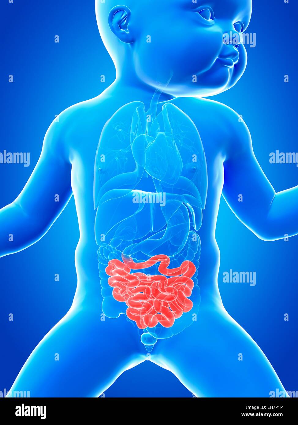 Anatomia dell'intestino crasso del bambino Banque de photographies et d ...