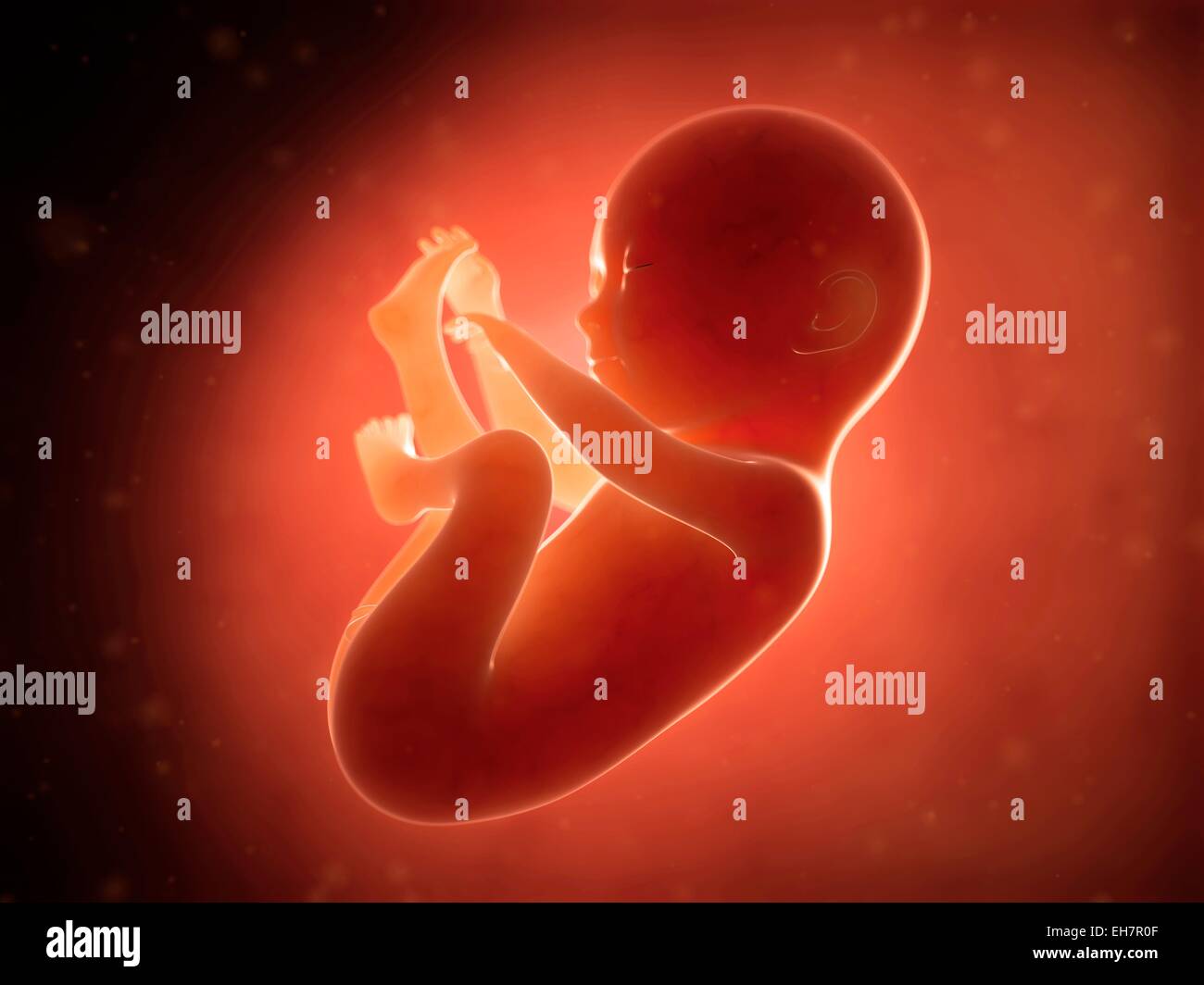 Les droits du fœtus à 6 mois, illustration Photo Stock - Alamy