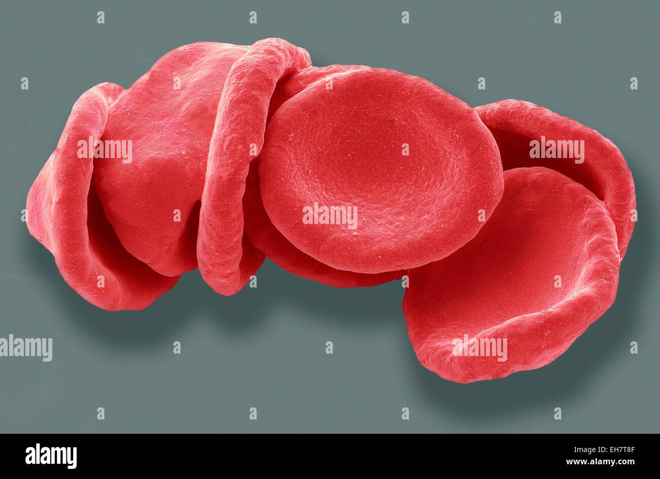 Globules rouges microscope Banque de photographies et d’images à haute ...