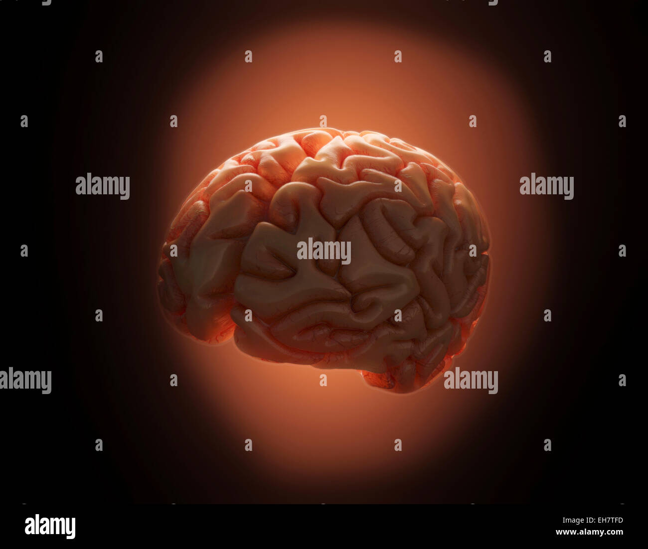 Cerveau humain Banque de photographies et d’images à haute résolution ...