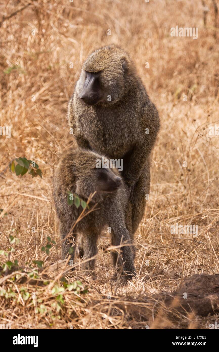 L'accouplement des singes Banque de photographies et d’images à haute ...