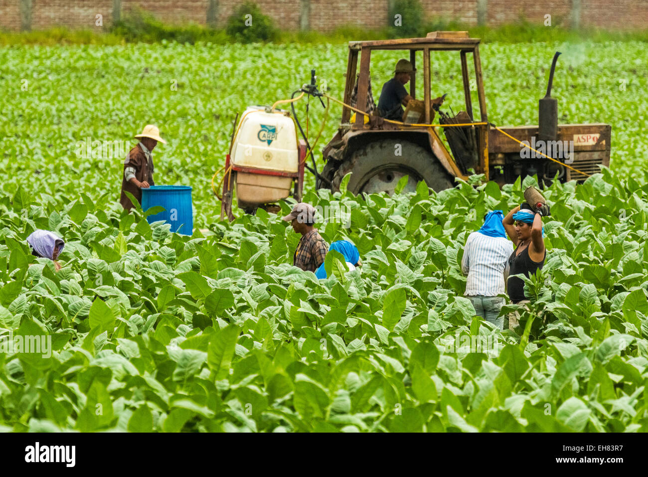 Champ de plants de tabac Banque de photographies et d’images à haute ...