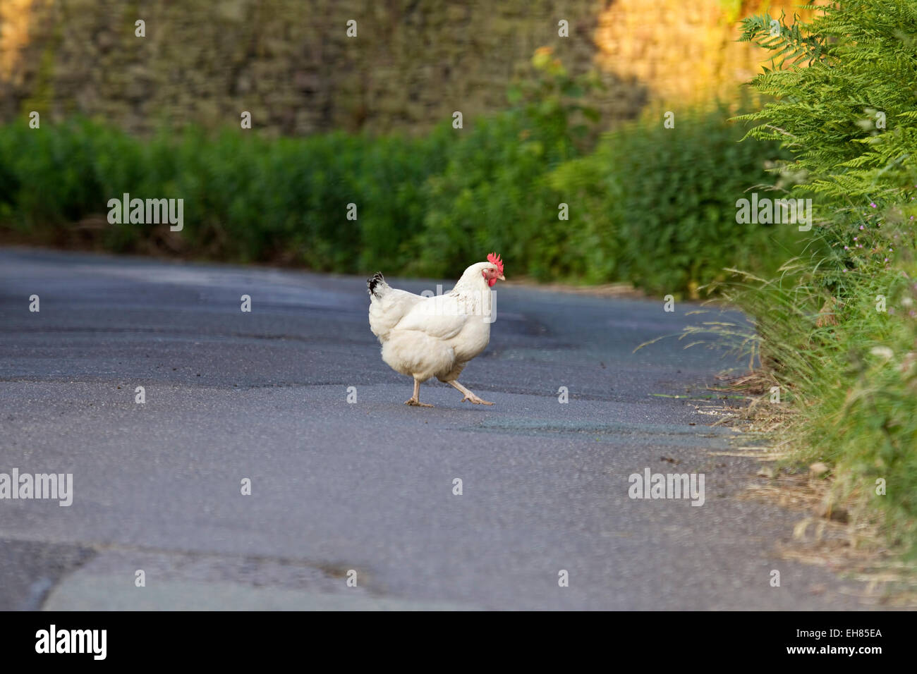 Poulet traversant une route Banque de photographies et d’images à haute ...
